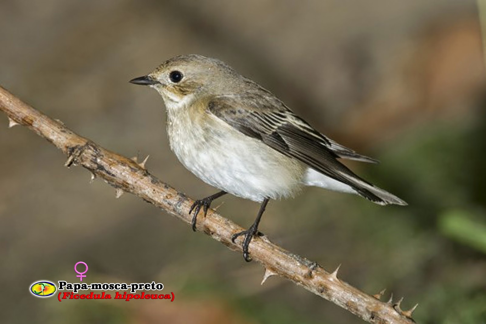 ORNITOLOGIA: Papa-mosca-preto (Ficedula hypoleuca)